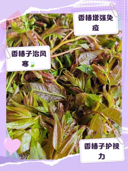 孕妇能吃香椿芽吗_香椿芽孕妇可以吃吗-第1张图片-山城妙识 孕妇能吃香椿芽吗_香椿芽孕妇可以吃吗-第1张图片-山城妙识