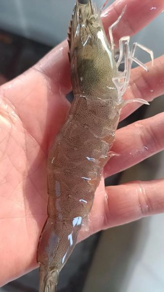 白对虾怎么做好吃_白对虾的做法大全-第2张图片-山城妙识 白对虾怎么做好吃_白对虾的做法大全-第2张图片-山城妙识