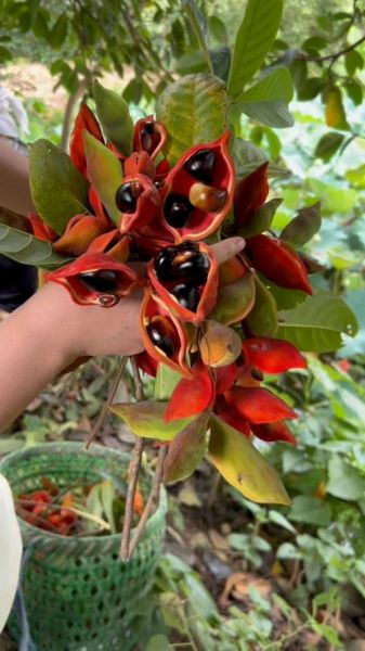 凤眼果煲排骨汤的功效_孕妇能喝吗-第2张图片-山城妙识