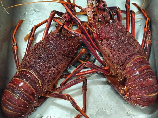 活龙虾怎么保存_活龙虾图片怎么看新鲜度-第3张图片-山城妙识