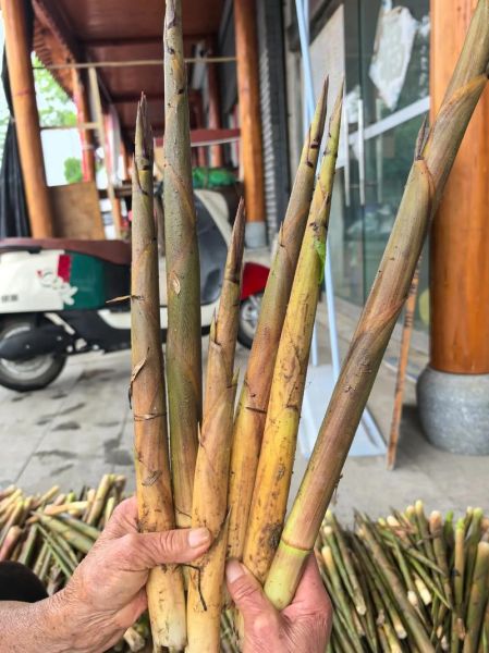 水竹笋怎么做好吃_水竹笋的功效与作用-第3张图片-山城妙识 水竹笋怎么做好吃_水竹笋的功效与作用-第3张图片-山城妙识