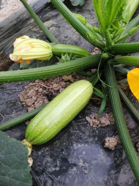 西胡瓜图片大全_西胡瓜长什么样-第2张图片-山城妙识