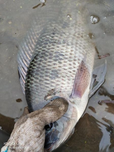 稻花鱼怎么养_稻花鱼养殖技术要点-第3张图片-山城妙识
