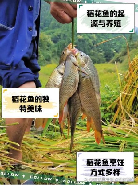 稻花鱼怎么养_稻花鱼养殖技术要点-第1张图片-山城妙识