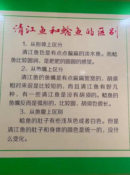 清江鱼和鲶鱼有什么区别_哪个更好吃-第1张图片-山城妙识