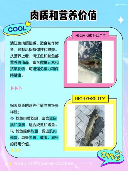 清江鱼和鲶鱼有什么区别_哪个更好吃-第2张图片-山城妙识