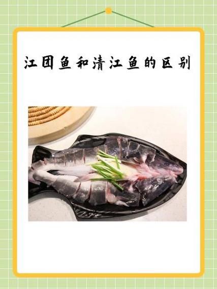 清江鱼和鲶鱼有什么区别_哪个更好吃-第3张图片-山城妙识