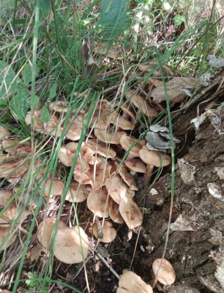 东北蘑菇种类有哪些_东北蘑菇图片怎么识别-第1张图片-山城妙识