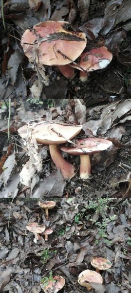 东北蘑菇种类有哪些_东北蘑菇图片怎么识别-第3张图片-山城妙识