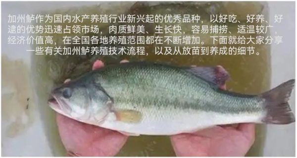 加州鲈鱼养殖技术_加州鲈鱼养殖成本与利润-第1张图片-山城妙识 加州鲈鱼养殖技术_加州鲈鱼养殖成本与利润-第1张图片-山城妙识