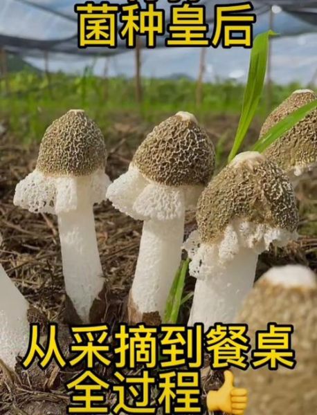 竹荪菌种怎么培植_竹荪菌种培植方法-第1张图片-山城妙识 竹荪菌种怎么培植_竹荪菌种培植方法-第1张图片-山城妙识