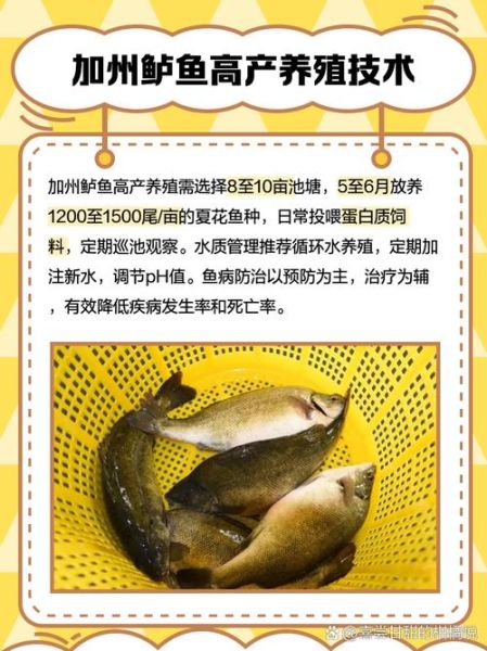 加州鲈鱼养殖技术_加州鲈鱼养殖成本与利润-第2张图片-山城妙识 加州鲈鱼养殖技术_加州鲈鱼养殖成本与利润-第2张图片-山城妙识
