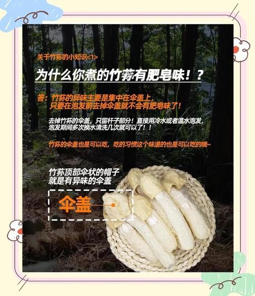 竹荪菌种怎么培植_竹荪菌种培植方法-第3张图片-山城妙识 竹荪菌种怎么培植_竹荪菌种培植方法-第3张图片-山城妙识