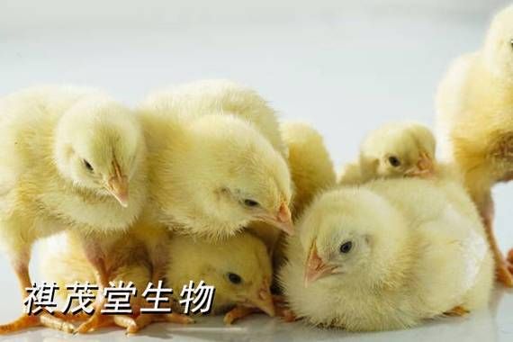 野鸡养殖多久出栏_野鸡苗价格多少钱一只-第1张图片-山城妙识 野鸡养殖多久出栏_野鸡苗价格多少钱一只-第1张图片-山城妙识