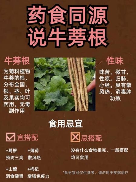 牛蒡的功效与作用及副作用_哪些人不能吃-第1张图片-山城妙识
