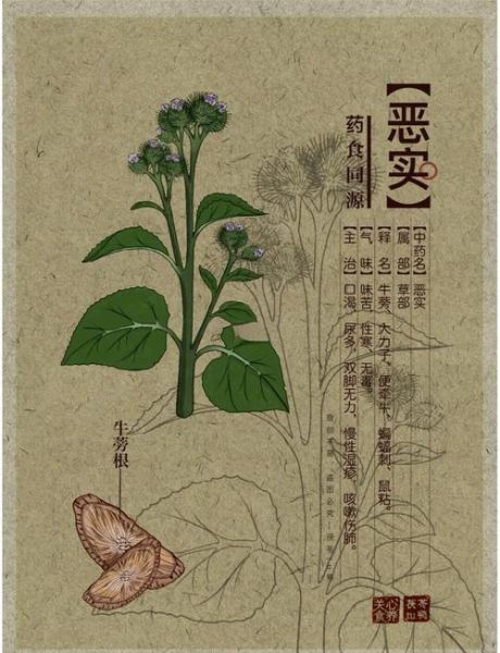 牛蒡的功效与作用及副作用_哪些人不能吃-第3张图片-山城妙识