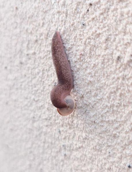 蛞蝓能吃吗_蛞蝓怎么做好吃-第1张图片-山城妙识