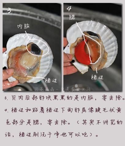 新鲜扇贝怎么处理_扇贝内脏清理步骤-第2张图片-山城妙识