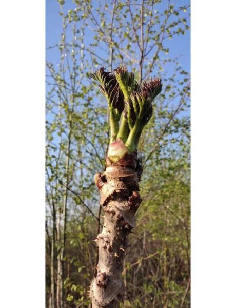 刺嫩芽怎么做好吃_东北野菜刺嫩芽的营养价值-第2张图片-山城妙识