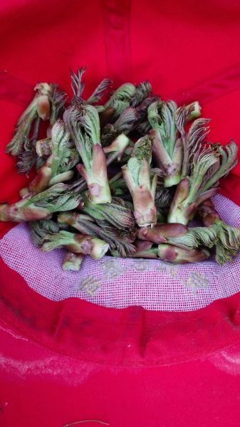 刺嫩芽怎么做好吃_东北野菜刺嫩芽的营养价值-第3张图片-山城妙识