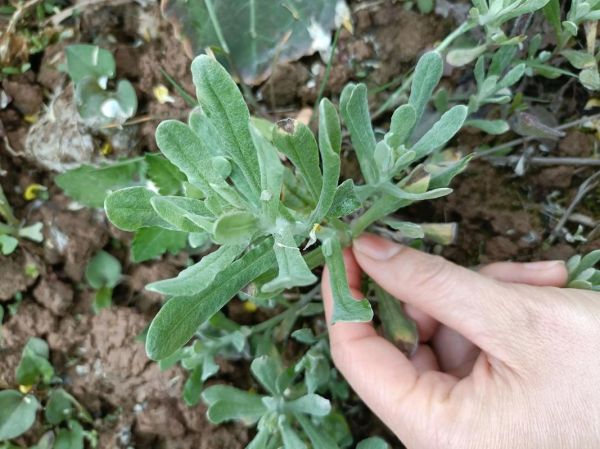 清明菜粑粑怎么做_四川传统做法-第1张图片-山城妙识