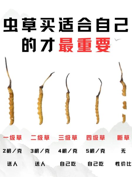 虫草一天吃几根有效吗_冬虫夏草每日用量-第1张图片-山城妙识