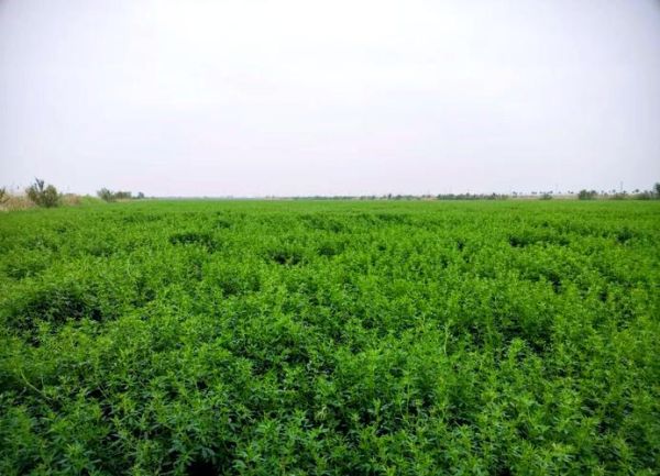 苜蓿草一亩地利润_苜蓿草种植成本与收益-第1张图片-山城妙识