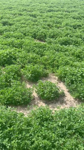 苜蓿草一亩地利润_苜蓿草种植成本与收益-第3张图片-山城妙识