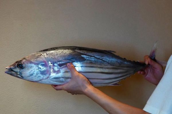 鲣鱼的营养价值及功效_鲣鱼怎么吃最健康-第3张图片-山城妙识 鲣鱼的营养价值及功效_鲣鱼怎么吃最健康-第3张图片-山城妙识