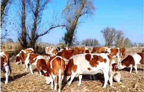 牛肺疫的症状有哪些_牛肺疫怎么治疗-第3张图片-山城妙识