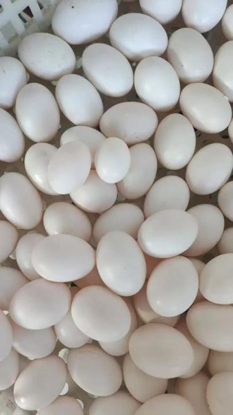 鸽子蛋市场价多少钱一个_鸽子蛋为什么贵-第2张图片-山城妙识