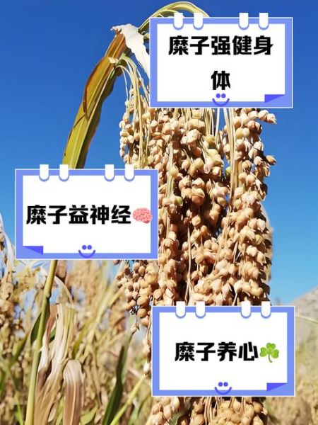 糜子米是什么米_糜子米和小米的区别-第2张图片-山城妙识 糜子米是什么米_糜子米和小米的区别-第2张图片-山城妙识