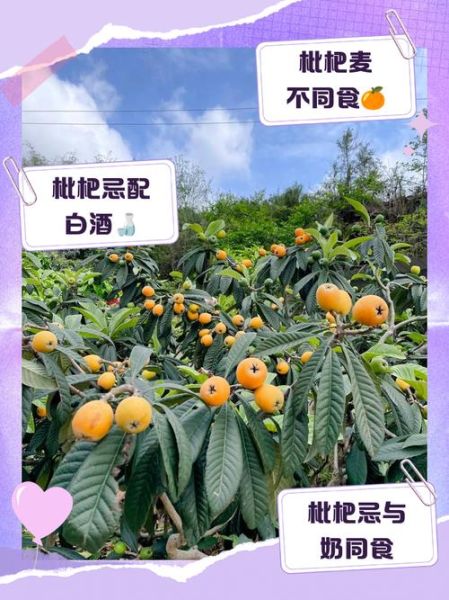 吃枇杷的禁忌有哪些_枇杷不能和什么一起吃-第3张图片-山城妙识 吃枇杷的禁忌有哪些_枇杷不能和什么一起吃-第3张图片-山城妙识