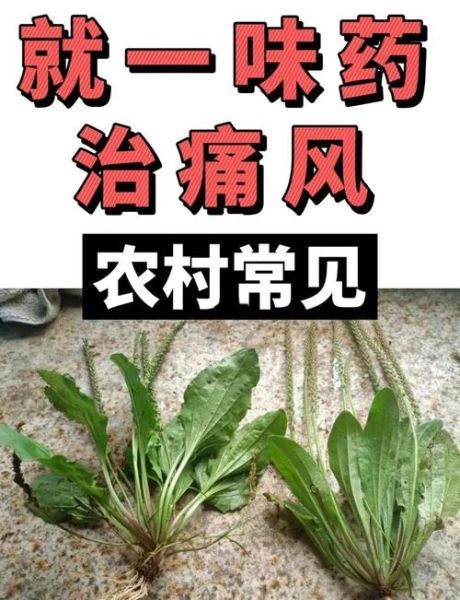 痛风最怕的一种药草是什么_痛风克星草药有哪些-第1张图片-山城妙识 痛风最怕的一种药草是什么_痛风克星草药有哪些-第1张图片-山城妙识