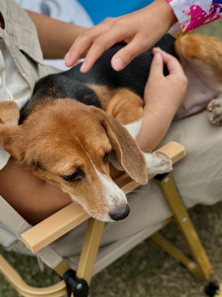 比格犬掉毛厉害吗_比格犬适合新手养吗-第3张图片-山城妙识