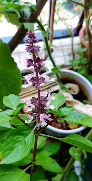 九层塔致癌吗_九层塔致癌真相-第3张图片-山城妙识