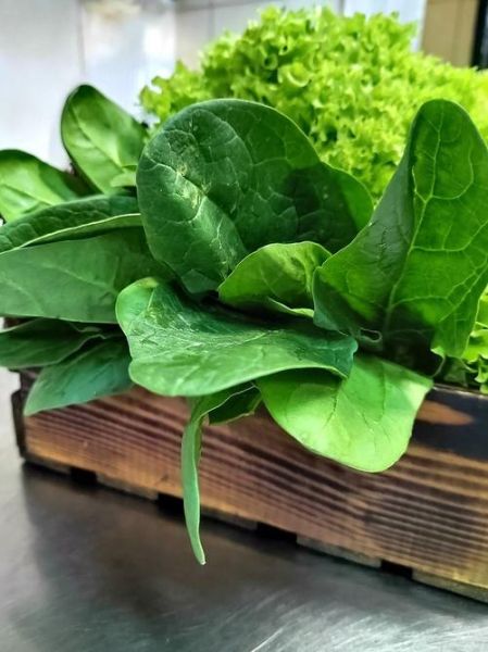 菠菜图片高清_如何挑选新鲜菠菜-第3张图片-山城妙识 菠菜图片高清_如何挑选新鲜菠菜-第3张图片-山城妙识