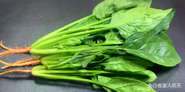 菠菜图片高清_如何挑选新鲜菠菜-第2张图片-山城妙识 菠菜图片高清_如何挑选新鲜菠菜-第2张图片-山城妙识