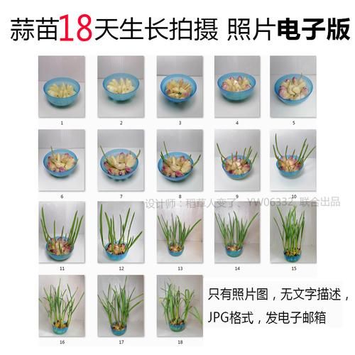 蒜苗什么时候种_蒜苗种植时间-第3张图片-山城妙识 蒜苗什么时候种_蒜苗种植时间-第3张图片-山城妙识