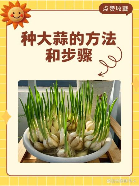 蒜苗什么时候种_蒜苗种植时间-第1张图片-山城妙识 蒜苗什么时候种_蒜苗种植时间-第1张图片-山城妙识