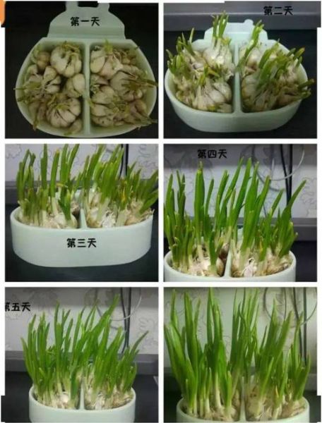 蒜苗什么时候种_蒜苗种植时间-第2张图片-山城妙识 蒜苗什么时候种_蒜苗种植时间-第2张图片-山城妙识