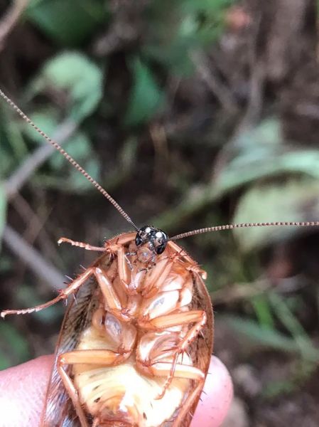 家里出现土鳖虫好不好_土鳖虫进屋是吉是凶-第1张图片-山城妙识