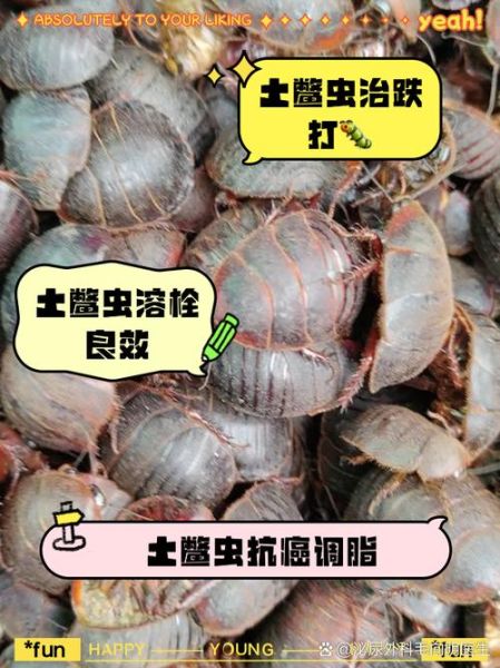 家里出现土鳖虫好不好_土鳖虫进屋是吉是凶-第3张图片-山城妙识