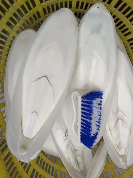 墨鱼中间白色骨怎么吃_墨鱼骨有什么营养价值-第1张图片-山城妙识 墨鱼中间白色骨怎么吃_墨鱼骨有什么营养价值-第1张图片-山城妙识