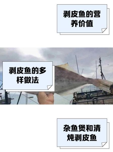 剥皮鱼为什么大的便宜小的贵_剥皮鱼价格差异原因-第3张图片-山城妙识 剥皮鱼为什么大的便宜小的贵_剥皮鱼价格差异原因-第3张图片-山城妙识