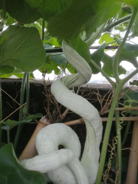 蛇豆角图片大全大图_蛇豆角怎么种-第1张图片-山城妙识 蛇豆角图片大全大图_蛇豆角怎么种-第1张图片-山城妙识