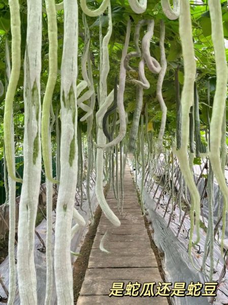 蛇豆角图片大全大图_蛇豆角怎么种-第2张图片-山城妙识 蛇豆角图片大全大图_蛇豆角怎么种-第2张图片-山城妙识