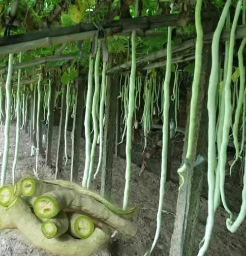 蛇豆角图片大全大图_蛇豆角怎么种-第3张图片-山城妙识 蛇豆角图片大全大图_蛇豆角怎么种-第3张图片-山城妙识