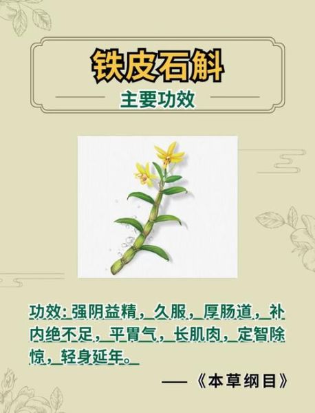 铁皮石斛花怎么吃_铁皮石斛花功效与禁忌-第1张图片-山城妙识