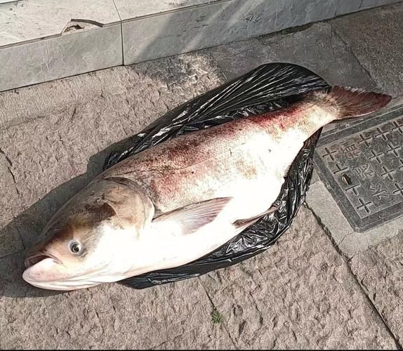 胖头鱼多少钱一斤_胖头鱼价格为什么波动大-第2张图片-山城妙识